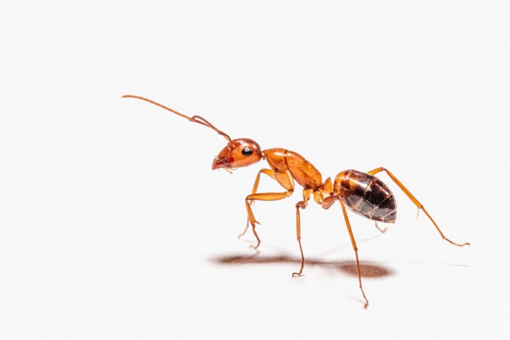 Risque pour la santé lors d'une infestation de fourmis : Morsures et ...